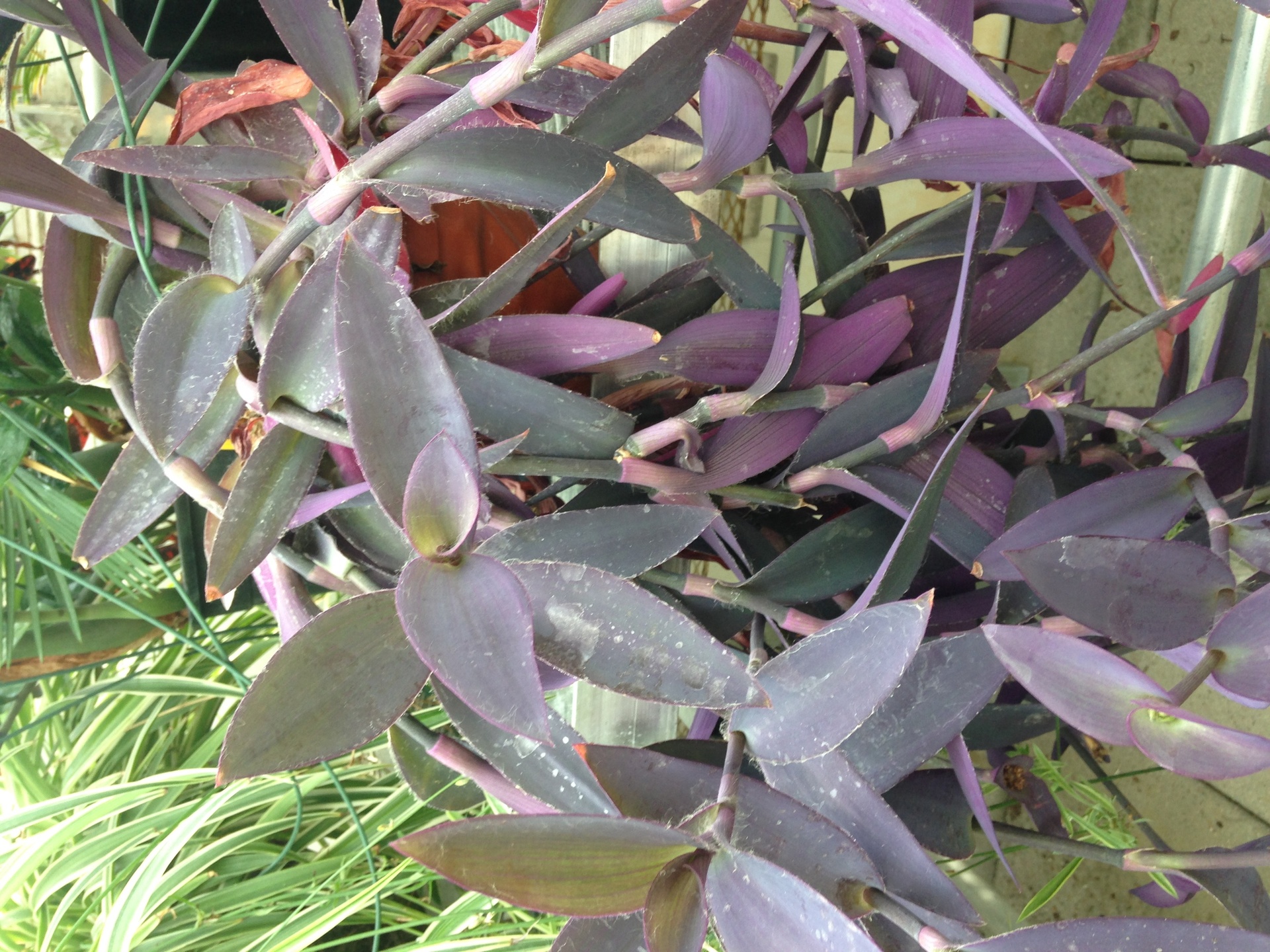 Tradescantia pallida | Biology - College of Liberal Arts and Sciences ...