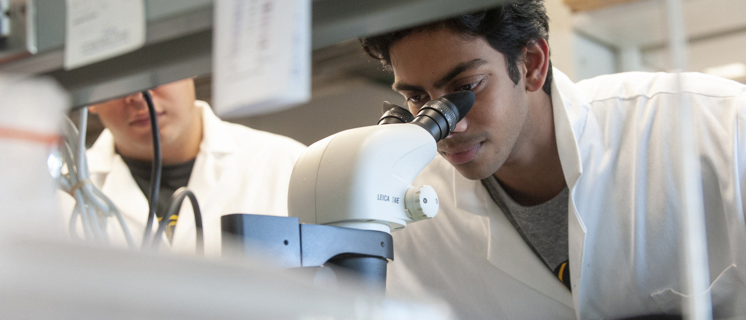 Graduate Program | Biology - College of Liberal Arts and Sciences | The ...