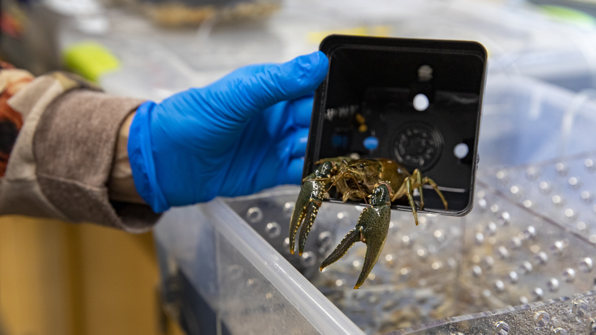 Undergraduate Programs | Biology - College of Liberal Arts and Sciences ...