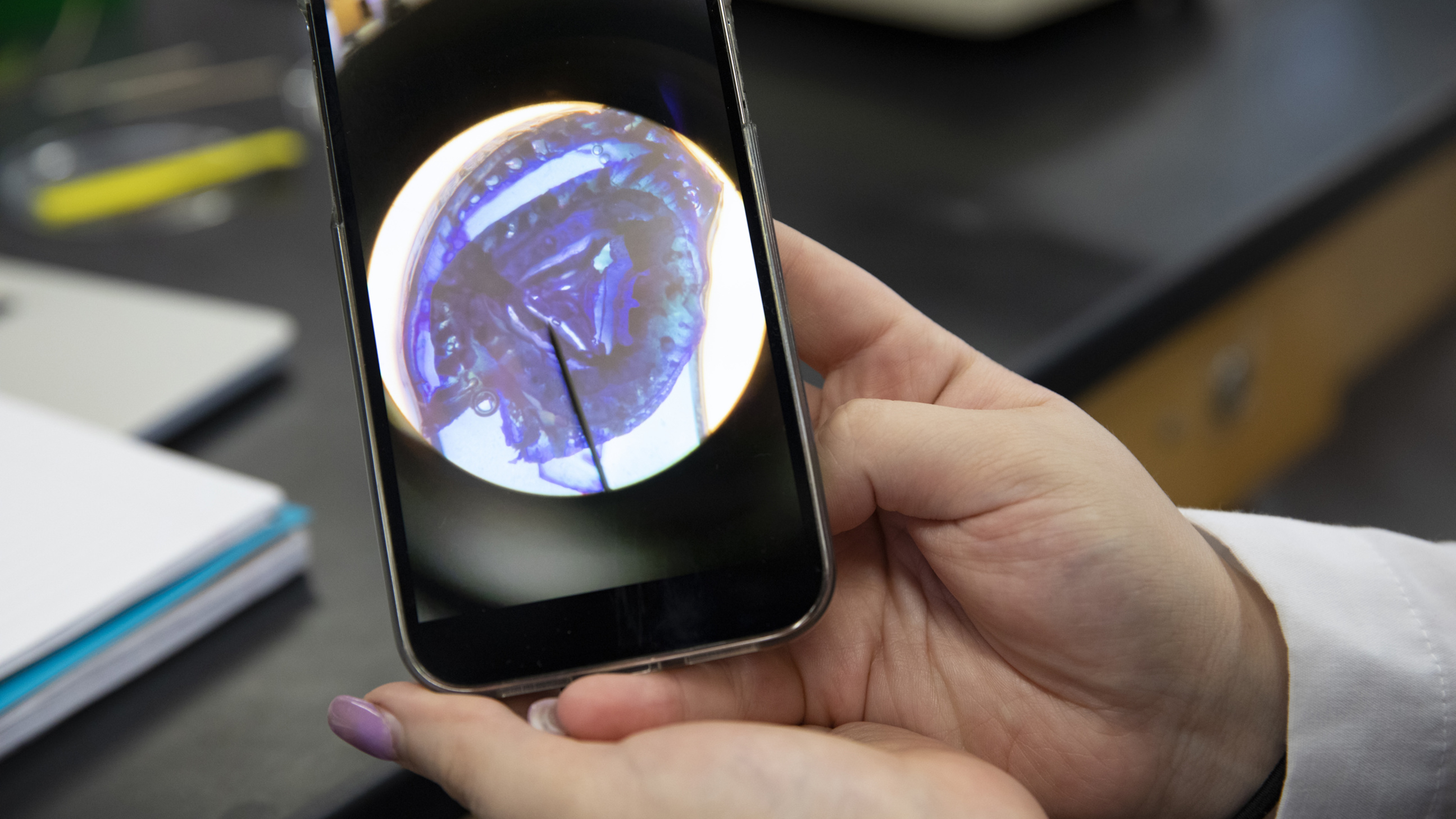 Research | Biology - College of Liberal Arts and Sciences | The ...