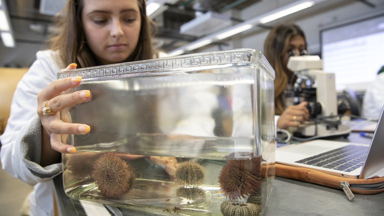 Undergraduate Programs | Biology - College of Liberal Arts and Sciences ...